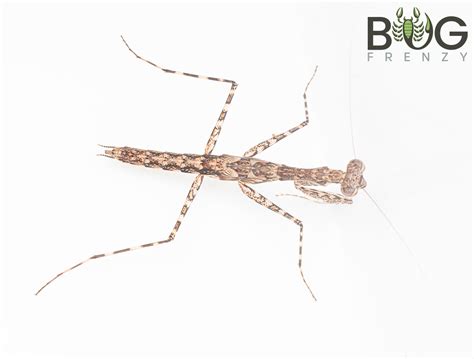 Eastern Tree Running Mantis Ciulfina Biseraiata Bug Frenzy