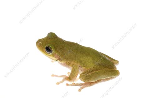Squirrel Treefrog Stock Image C041 7953 Science Photo Library