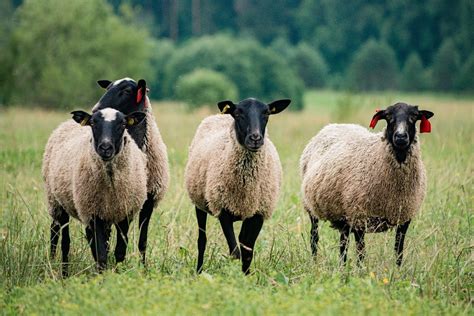 Романовские овцы 60 фото