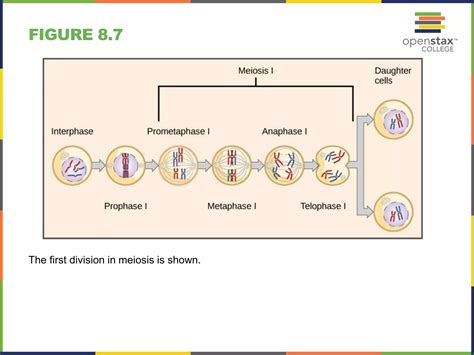 Open Stax Biology Nonmajors Ch08 Pptx