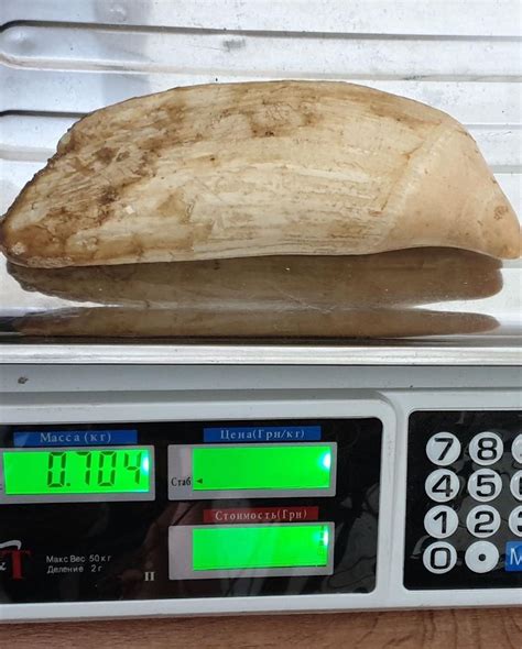 Sperm Whale Tooth Quality Mammoth Ivory