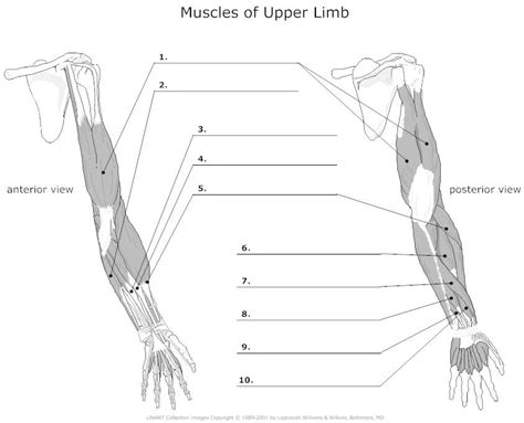 Arm Muscles Diagram Anatomy Of Human Arm Muscular System Download