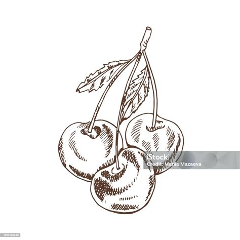 벡터 체리 드로잉 흰색 배경에 고립 된 손으로 그린 베리 여름 과일은 스타일 일러스트레이션을 새겨 넣었습니다 라벨 포스터 인쇄에 좋습니다 개체 그룹에 대한 스톡 벡터 아트