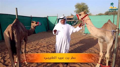 برنامج أهل الابل مطر بن عبيد الطنيجي Youtube