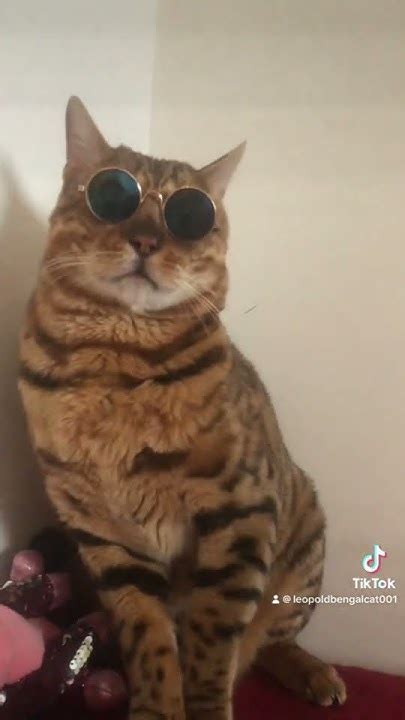 ბენგალური კატა Youtube