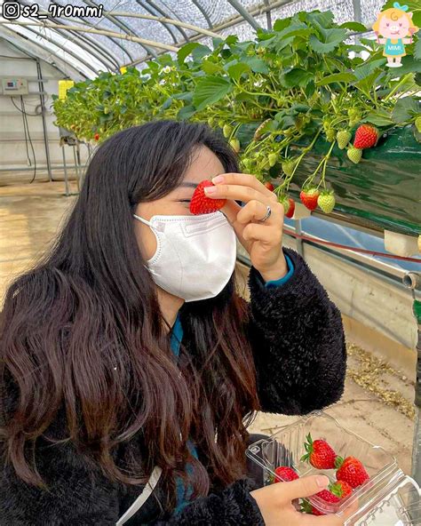 안산가볼만한곳 안산맛집 안산카페 다음 달이면 체험 가능한 팔곡일동 딸기 체험 농장 🍓 새콤달콤한 딸기의 계절이 돌아왔다💕 딸기 팩에 직접 딸기를 따서 집으로 가져갈