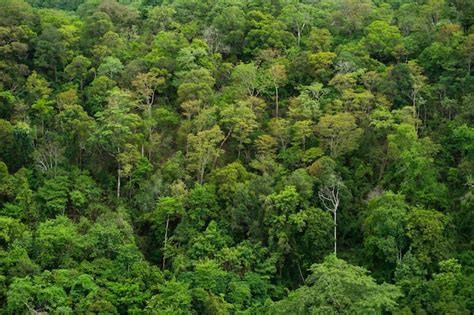 Premium Photo High Angle Photos Of Trees Forests Mountains Top View