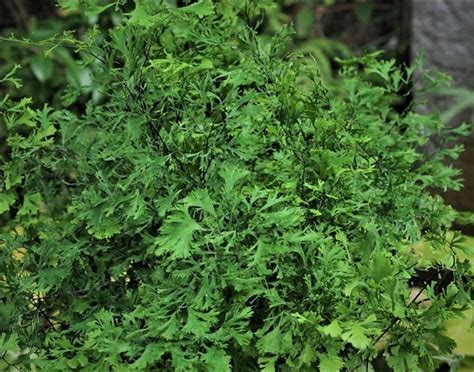 葉の形の自然芸術に相応しい美しいシダ2点 ホウライシダとイシカグマの 山の花は友達