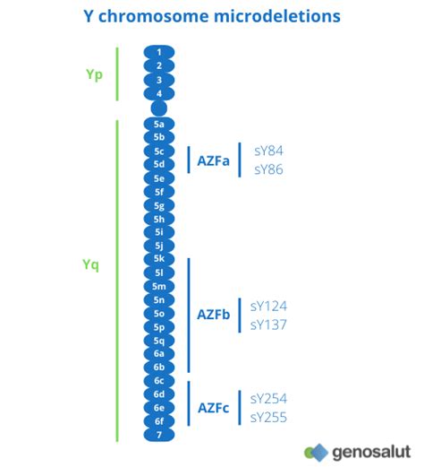 Male Infertility Main Genetic Causes Genosalut