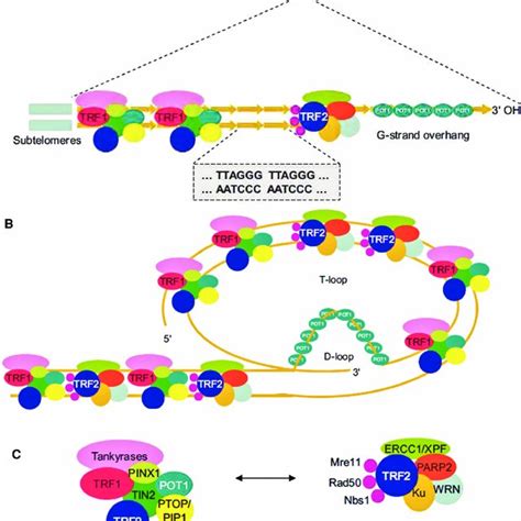 Telomere Structure A Telomeres Are Composed By A Double Strand Download Scientific Diagram