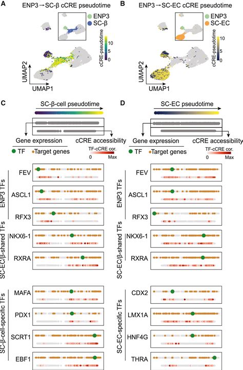 Understanding Cell Fate Acquisition In Stem Cell Derived Pancreatic