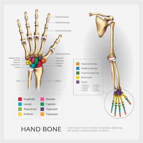 팔과 손 ⁇ ⁇ 터 그림 프리미엄 벡터