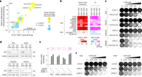 Src Kinase Inhibition Sensitizes Brafv600e Crc Cell Lines To Download Scientific Diagram