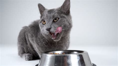 Plasma Cell Pododermatitis Your Vet Wants You To Know