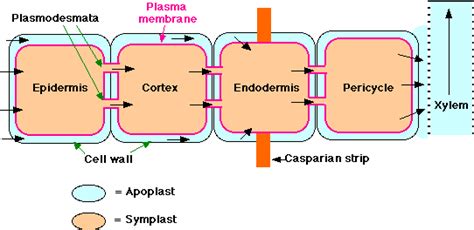 Major Differences Between Active Absorption And Passive Absorption Of Water In Plants