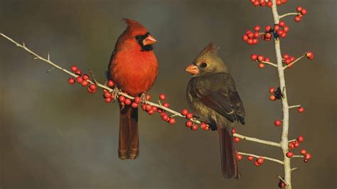 Download Cardinal Pair Wallpaper