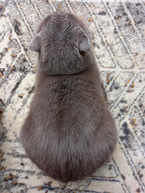 Blob Cat Rblessedimages
