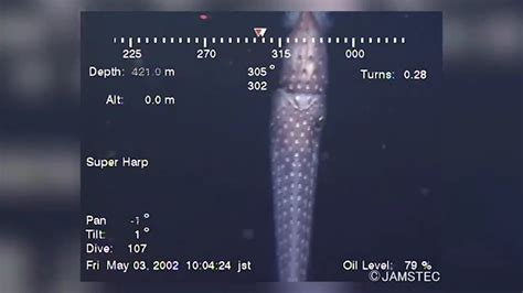 Stigmatoteuthis Dofleini A Species Of Cockeyed Jewel Squid Filmed At A Depth Of 430m 1411ft