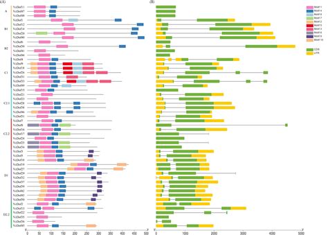 Genome Wide Identification Phylogenetic And Expression Pattern Analysis Of Dof Transcription