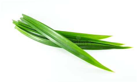Pandan Leaf Daun Pandan Png Health Benefits The Fragrant Pandan Savour Of Asia Carmella Hegmann