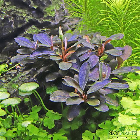Bucephalandra Sp Theia Profiplants Lexikon