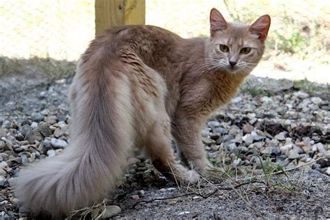 Blue Somali Cat