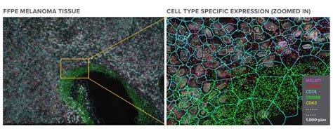 Cosmx Smi Overview Single Cell Imaging Nanostring