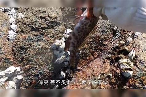 海南海边遇到搁浅大石斑鱼这一条就够酒钱了