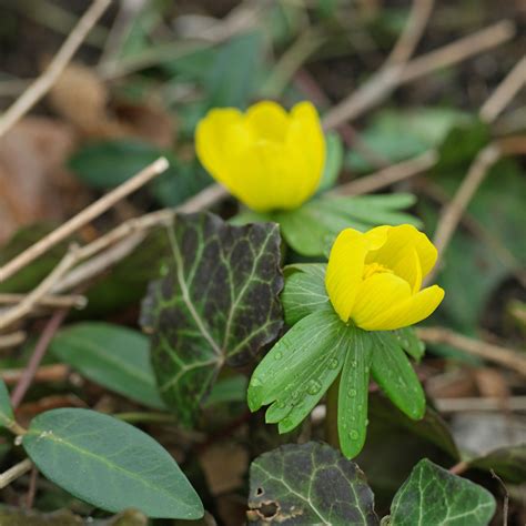 Eranthis Hyemalis
