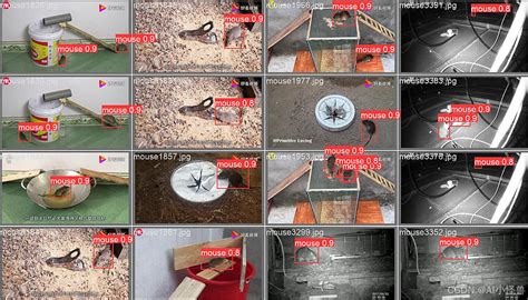 基于yolov8的厨房夜间老鼠检测系统（python源码pyqt6界面数据集）基于yolov8的老鼠检测 Csdn博客