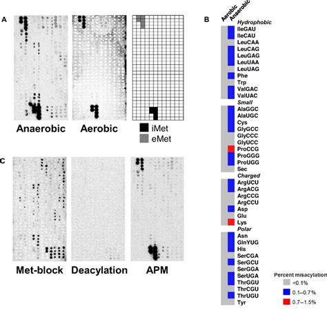 Non Methionyltrnas Are Constitutively Misacylated With Methionine Download Scientific Diagram
