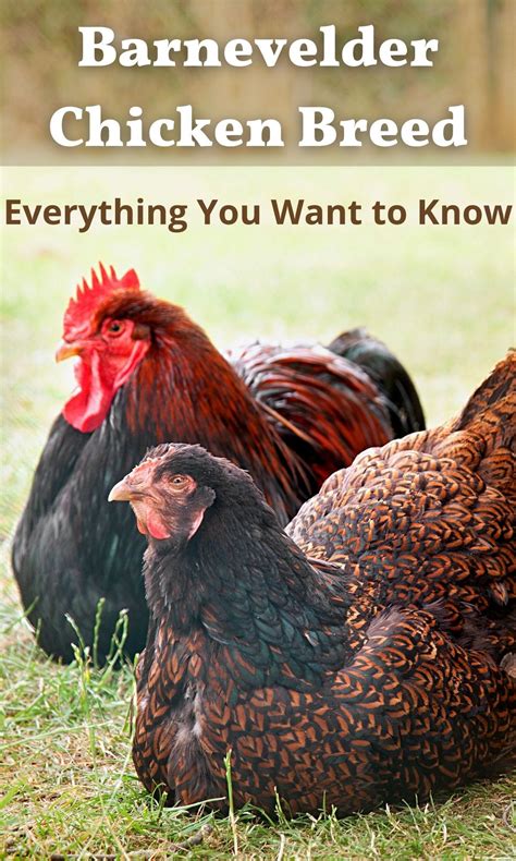 The Barnevelder Chicken Breed Everything You Want To Know Artofit