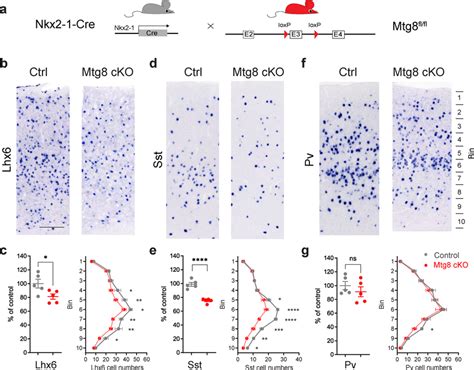 Mtg8 Is Required For Specification Of Cortical Sst Interneuron Download Scientific Diagram