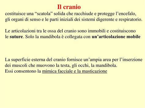 Ppt Apparato Scheletrico Suddivisione Dello Scheletro In Scheletro Assile Scheletro