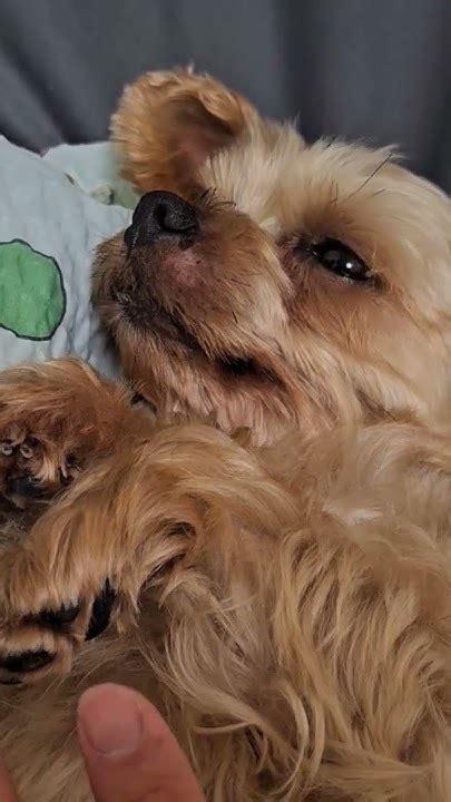 요크셔테리어 견종백과 좋아하는 행동 1위 배 긁어주기 요크셔테리어 Youtube