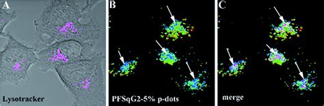 Intracellular Cell Mapping Using The Pfsqg2 5 Pdots A Differential