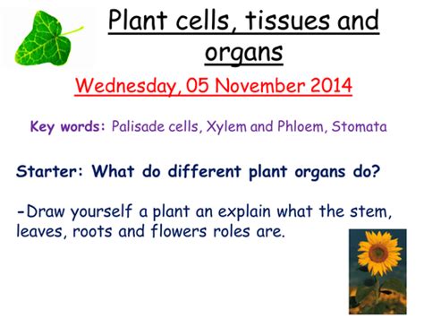 Ppt Plant Cells Tissues And Organs Powerpoint