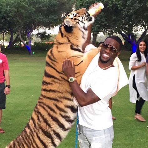 Kevin Hart As A Cat