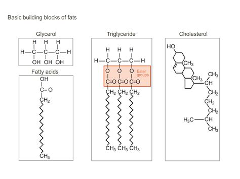 Lipids Monomer Structure