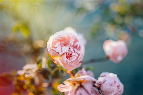 მოამზადეთ ვარდები ზამთრისთვის ეს ყვავილების ყველა მოყვარულმა უნდა იცოდეს