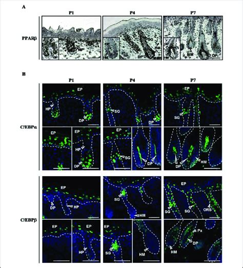 Expression Of Ppar And C Ebps In The Developing Mouse Skin A And B Download Scientific