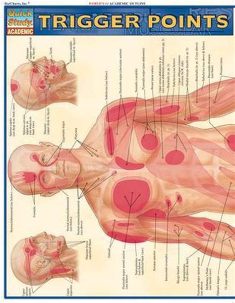 Trigger Points Quick Reference Guide Vincent Perez 9781423203162