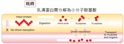 Peptopro 「沛力肽®」專利酪蛋白 2and3 胜肽