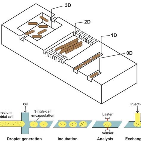 Microfluidic Based Micro Cultivation System A Overview Of The