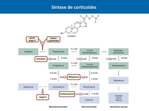 Aula Anti Inflamatórios Esteróidais Ppt