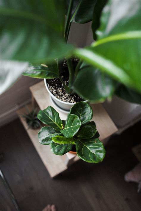 How To Save A Dying Fiddle Leaf Fig Indoor Plant Care