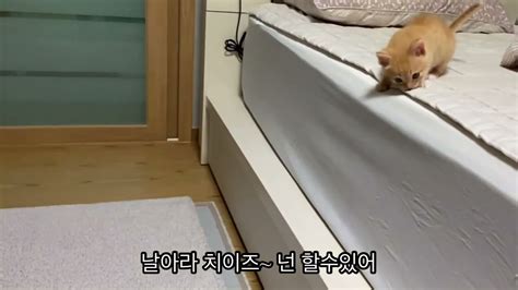 점프에 성공한 아기고양이 치즈 장하다 Youtube