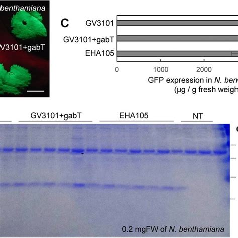 Transient Expression With Agrobacterium Harboring Gabt In Tomato A Download Scientific Diagram