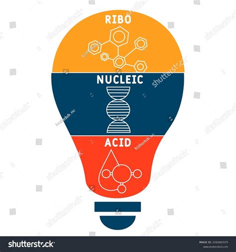 Rna Ribonucleic Acid Acronym Business Concept Stock Vector Royalty Free Shutterstock