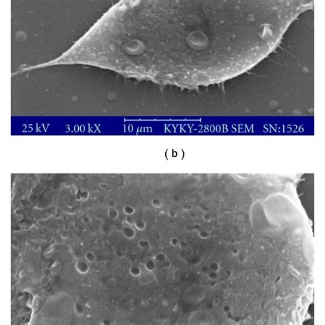 Dapi Staining Assay The Cells Bel 7402 Were Grown On Download